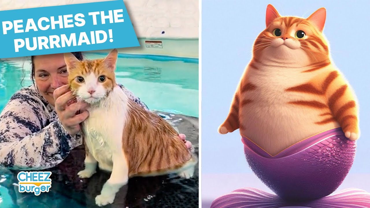 Diabetic Chonky Fat Cat Learns To Swim, Becomes "Purrmaid" - YouTube