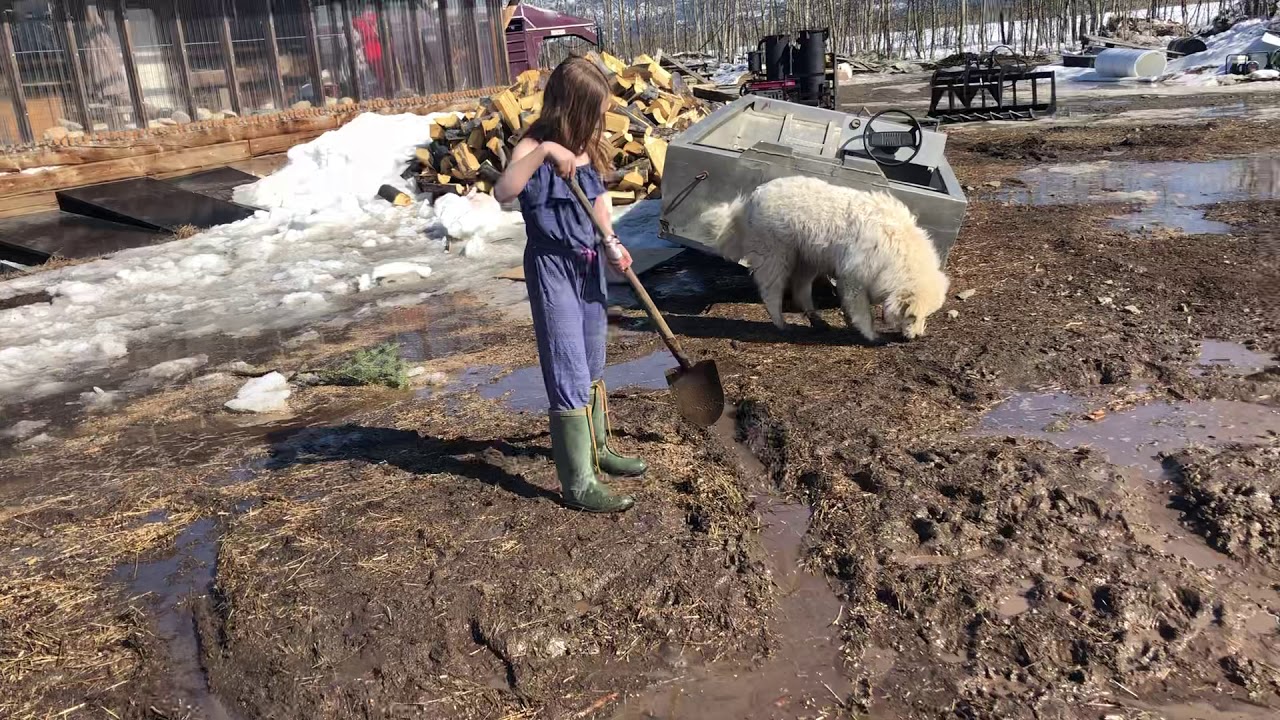 Yard Update, Solar, pigs and chickens - YouTube