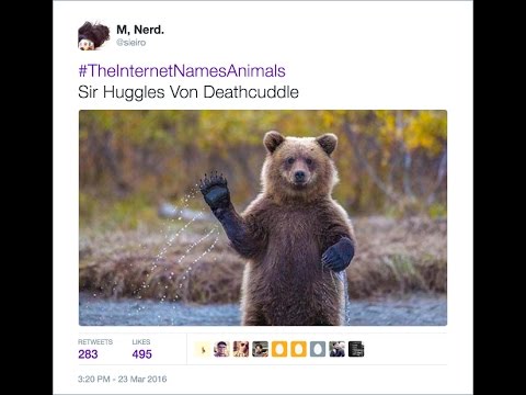 Internet hilariously renames animals using #TheInternetNamesAnimals ...