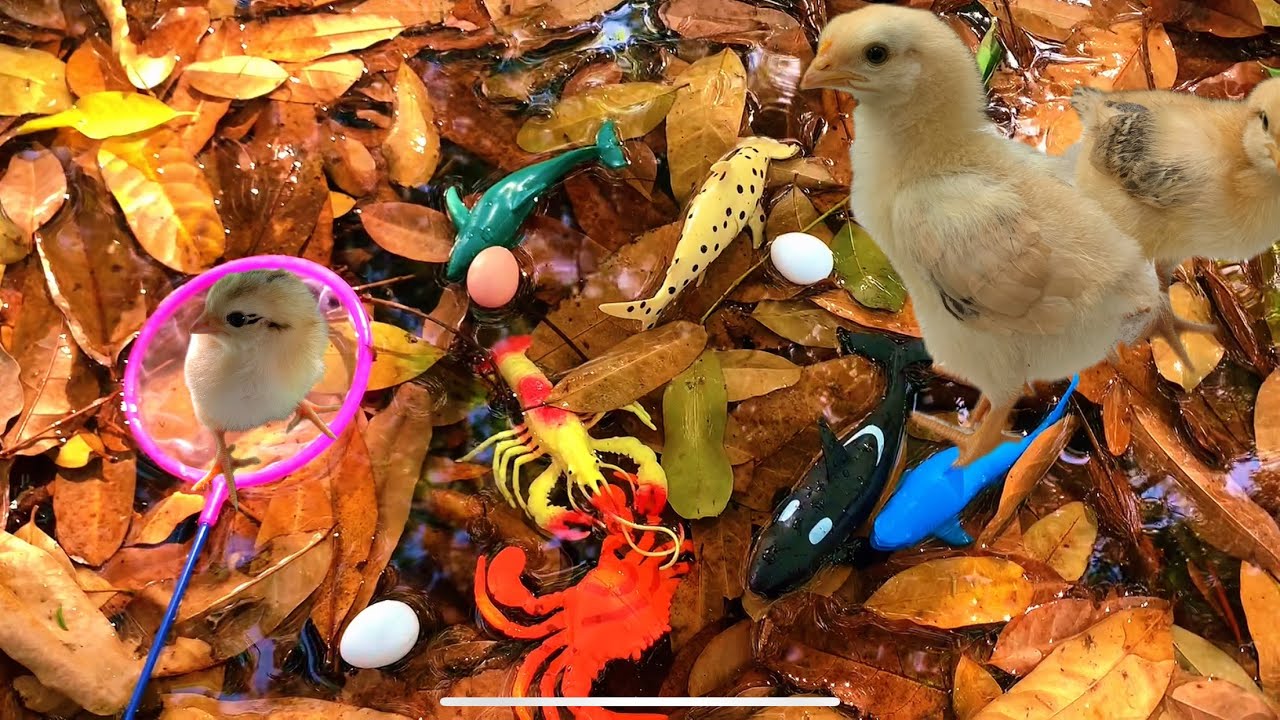 Look for animals in the small forest and play with the chicks - YouTube