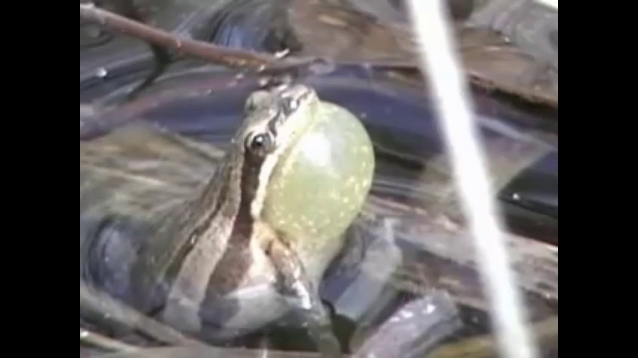 Chorus frogs calling 1 - YouTube