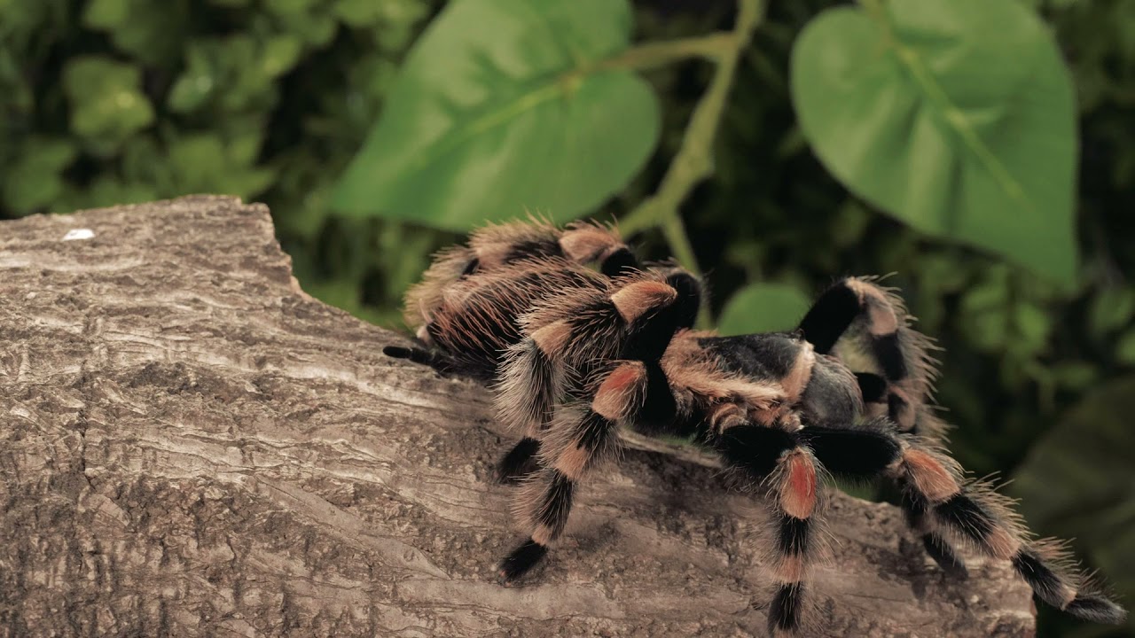 TRANTULA SPIDER WALKING #KA1214Creation#TrantualSpider - YouTube