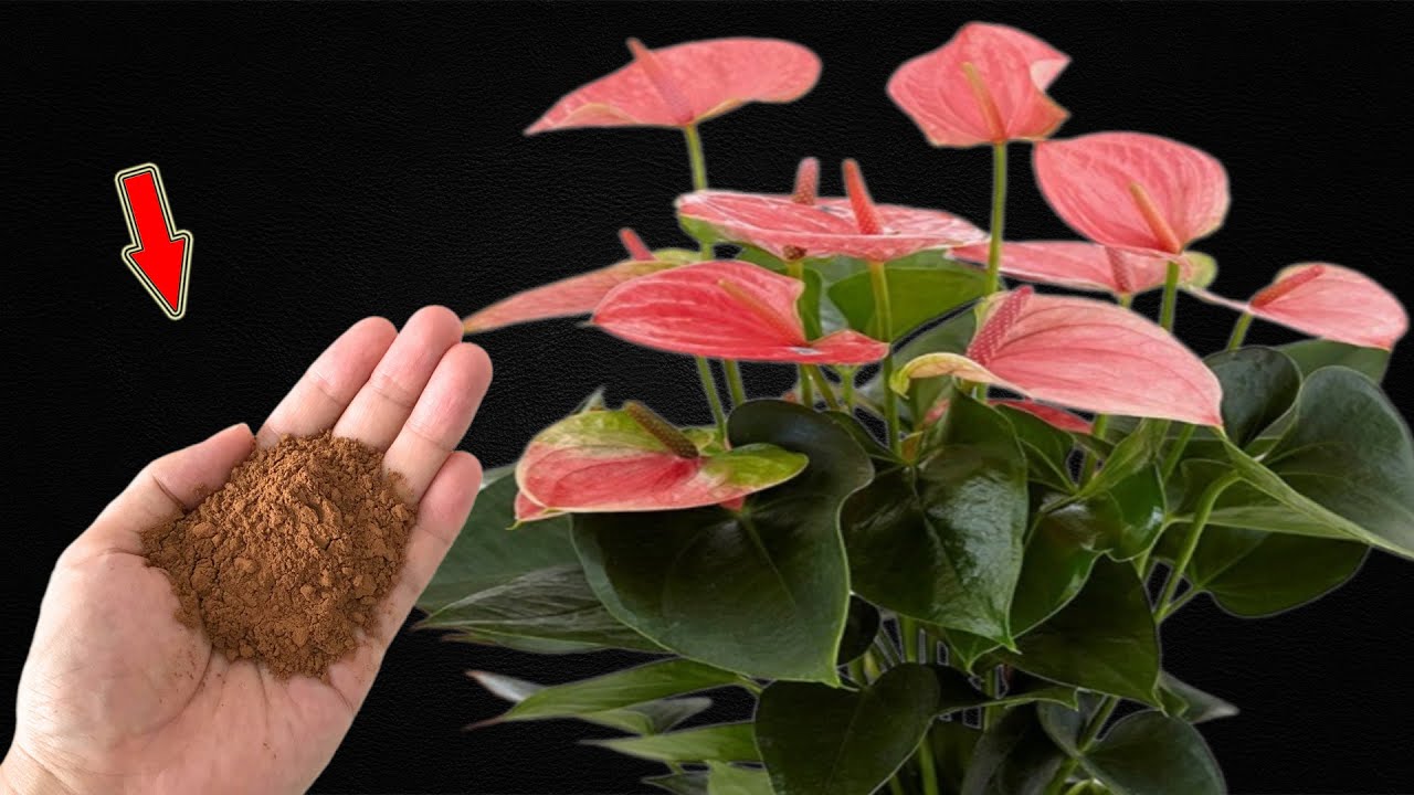 Only Sprinkle Once! Anthurium Blooms Continuously All Year Long - YouTube