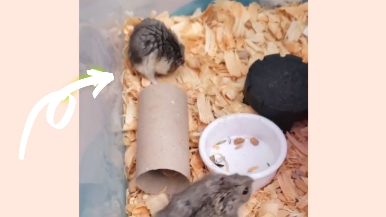 My Hamsters' Daily Life- he did a backflip! - YouTube