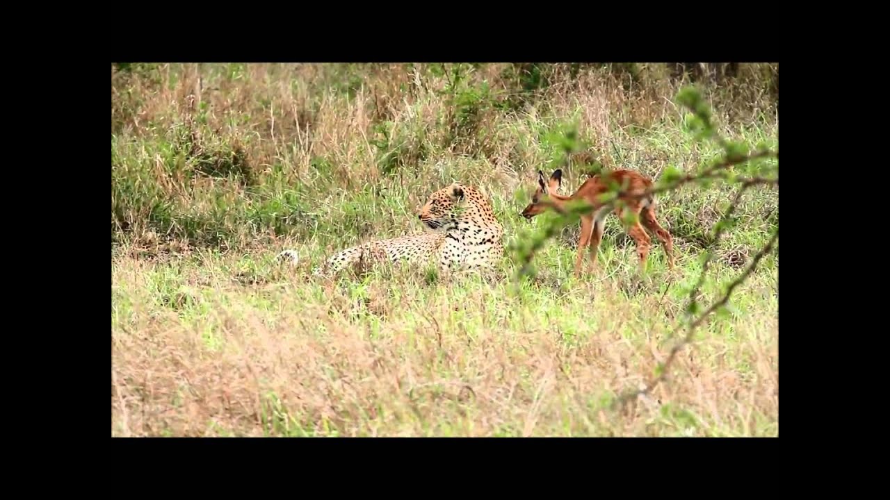 A confused leopard & a lucky baby impala at Jock Safari Lodge - YouTube