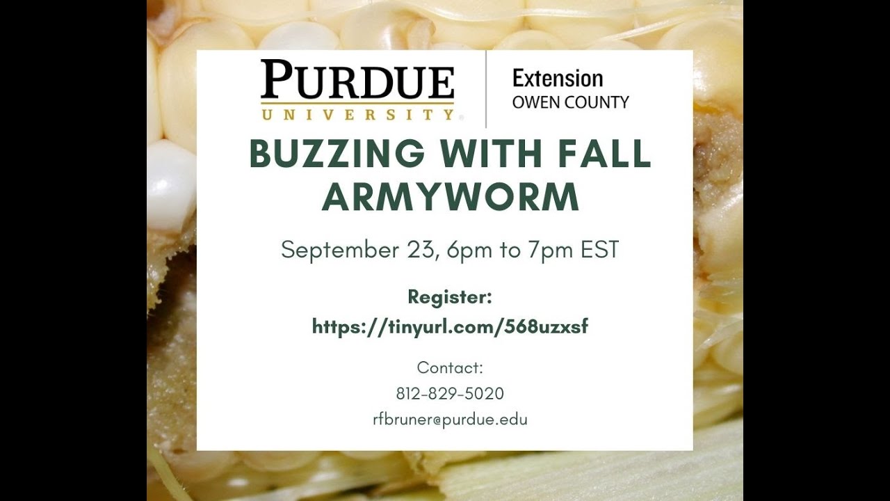 Buzzing with Fall Armyworm - YouTube