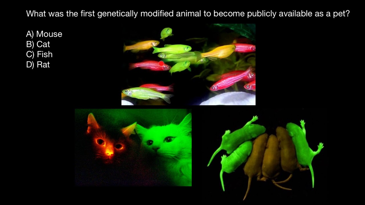 What was the first genetically modified organism available as a pet ...