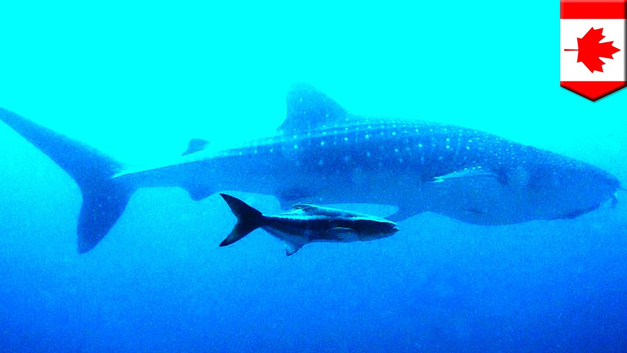 Shrinking fish: Climate change might be making fish smaller - TomoNews ...