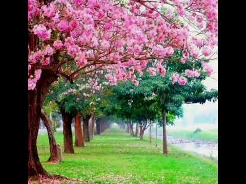 35 Sec Relaxing Music for Focus Stress Relief Music(2022)#shorts #ytshort #relaxingmusic