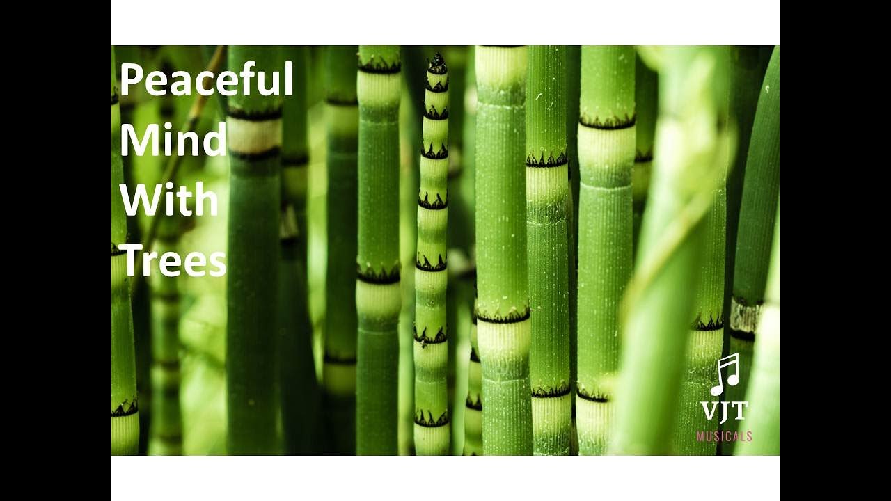 Peaceful Mind with Amazing Trees-1hour - YouTube