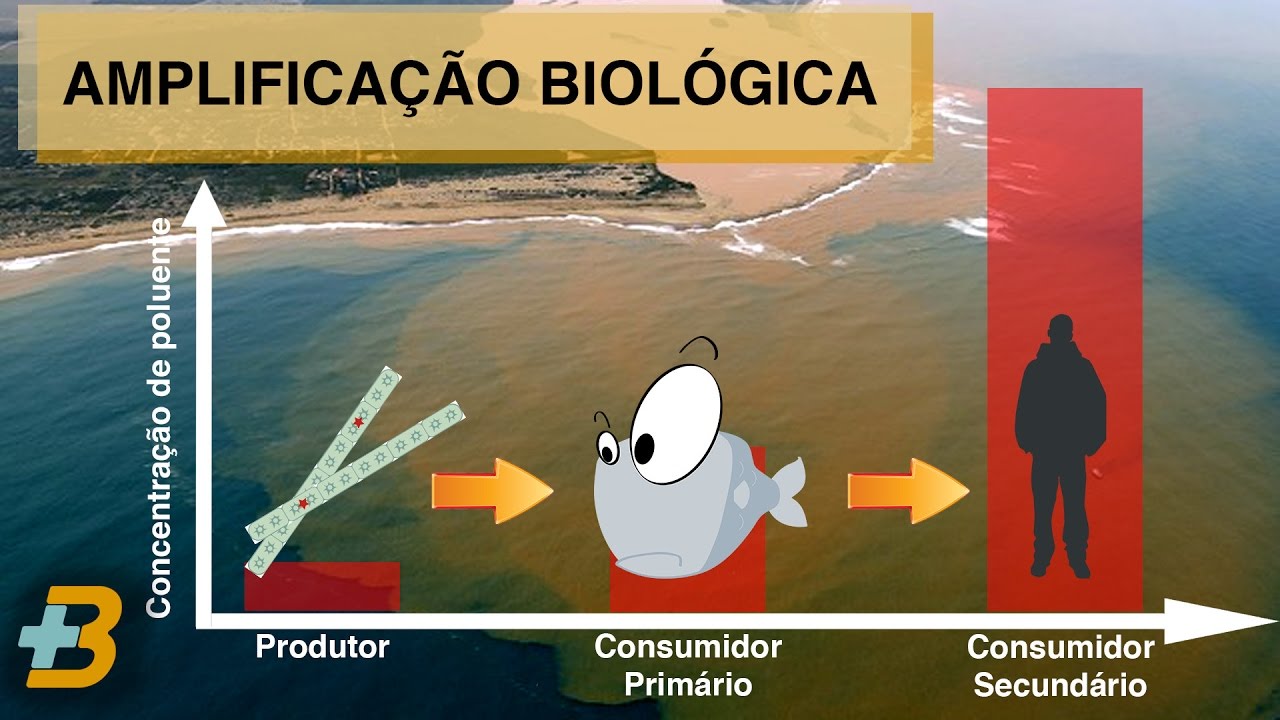 Bioacumulação e amplificação biológica (ou biomagnificação) - YouTube