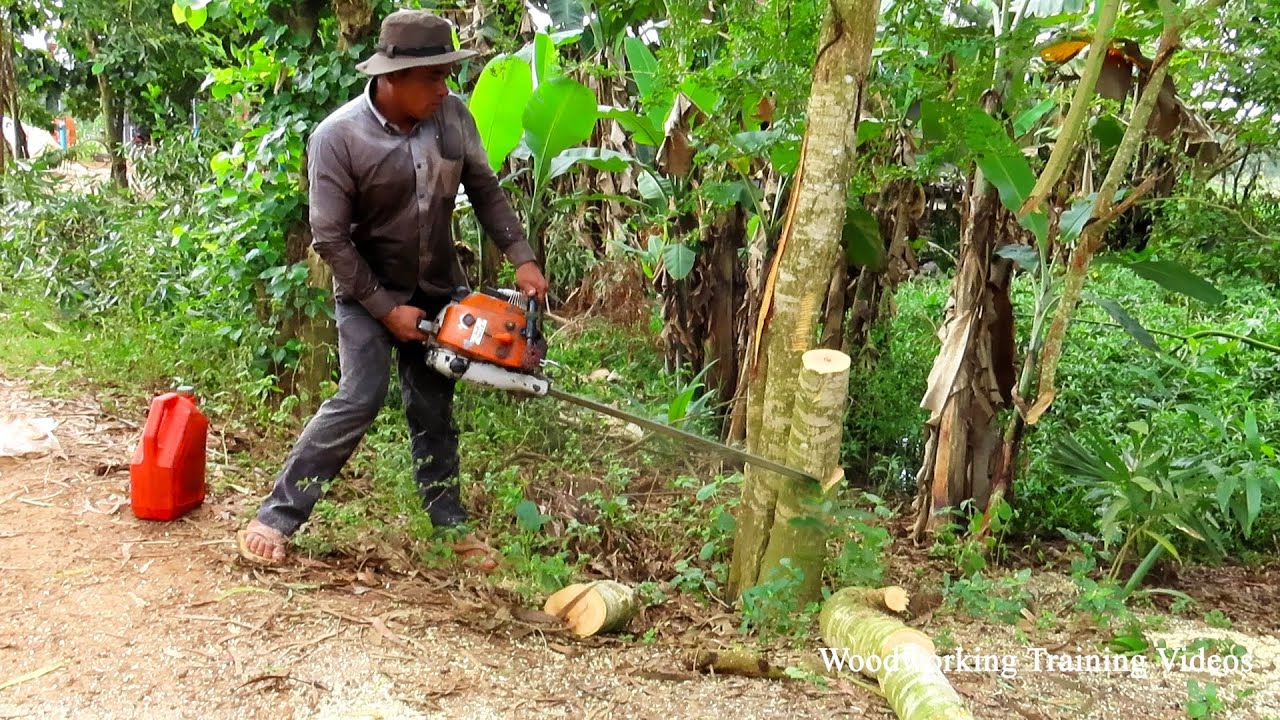 Trees Removal For Firewood! Fire Wood Cutting Machines, STIHL Chainsaw ...