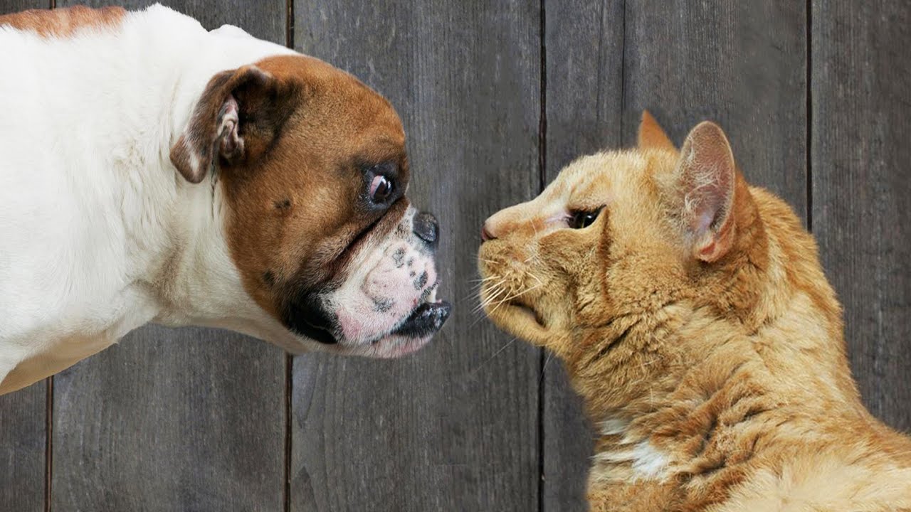 Gatos Vs Perros ¿quiénes Son Los Mejores Youtube