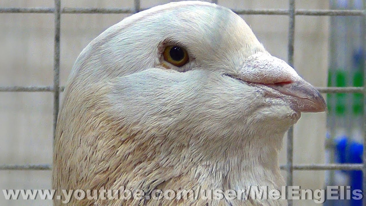 Pigeon Messager de Bassorah à fond crème - Basra Dewlap - Basraer ...