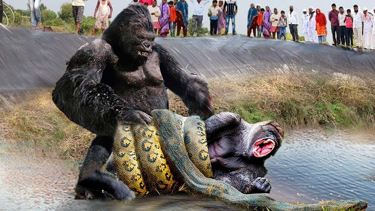 Unbelievable! Gorilla Fights To Save Fellow In The Grip Of Giant Python || Wild Animals Attack ...