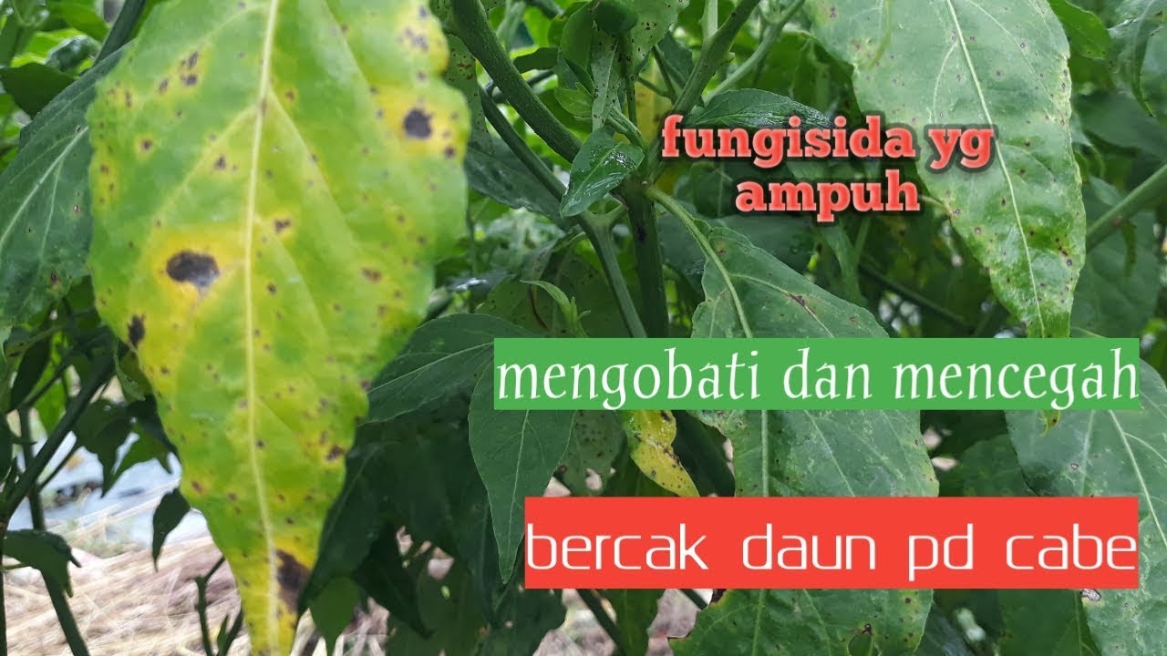 Pengendalian/penyembuhan bercak daun pd cabe - YouTube