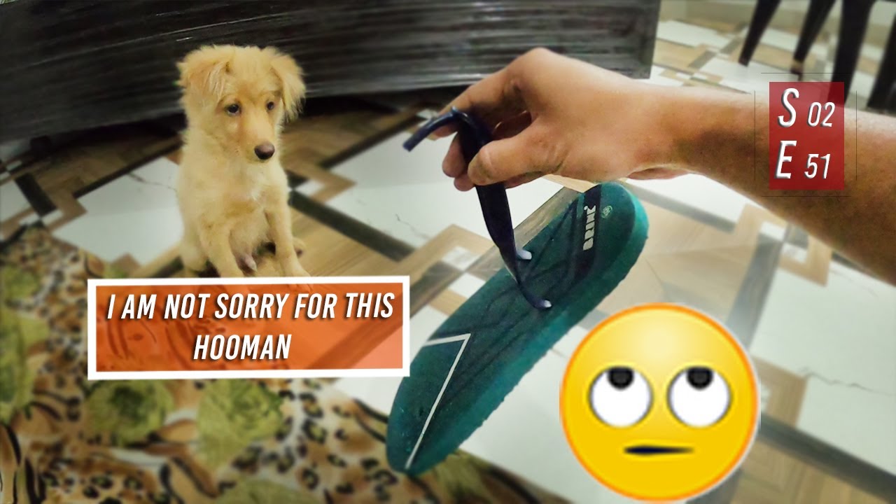 What To Do If Your DOG EATS SLIPPERS Season 2 Episode 51 what-to-do-if-your-dog-eats-slippers-season-2-episode-51