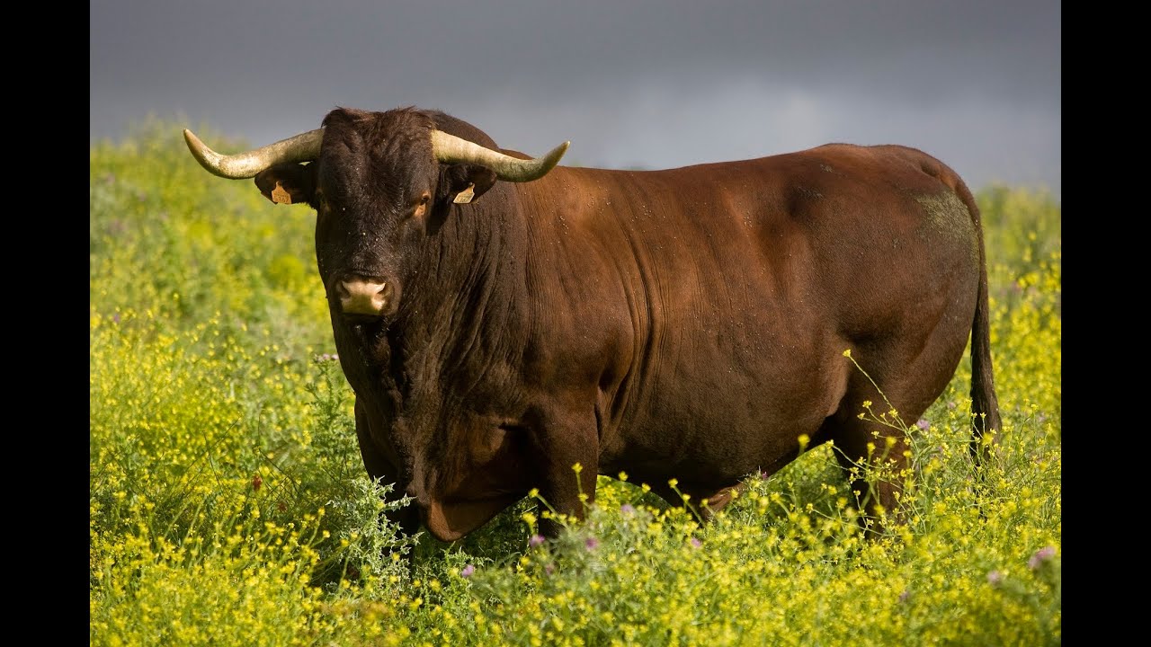 Ganadería de raza retinta - Cádiz - YouTube