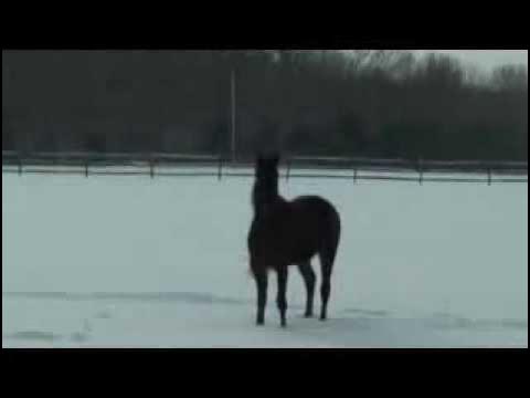 "Eight"-Black Straight Egyptian Arabian Colt horse born 8/8/2008 - YouTube