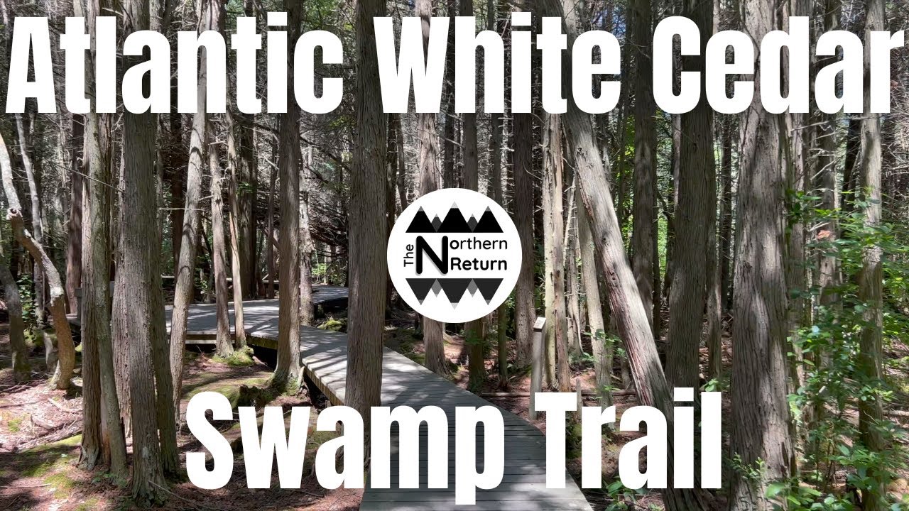 Atlantic White Cedar Swamp Trail // Wellfleet, MA - YouTube