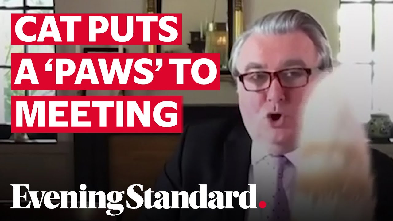 Adorable moment cat disrupts parliamentary meeting on Zoom - YouTube