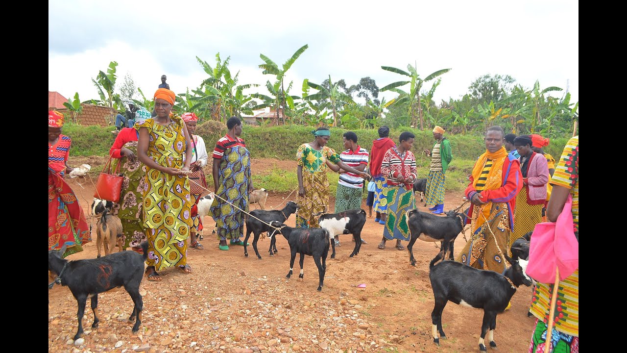 Goats being received in Buyoga Sub Parish - YouTube
