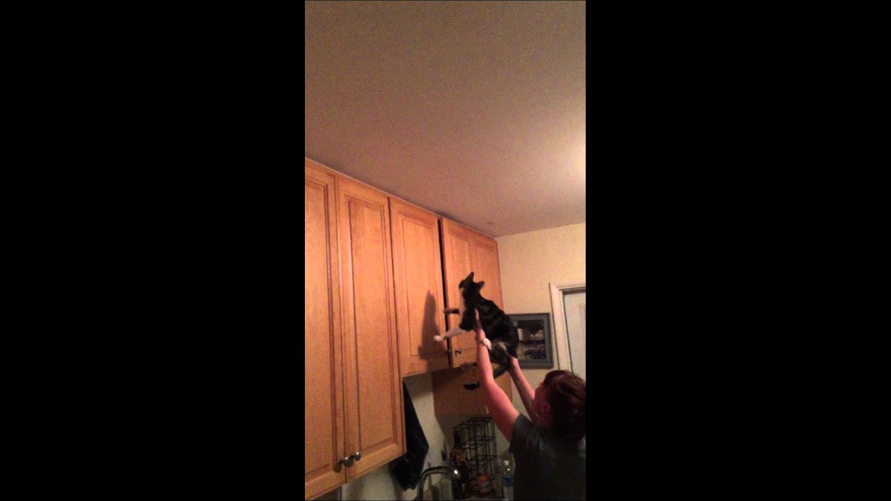 Fly-swatter cat - YouTube