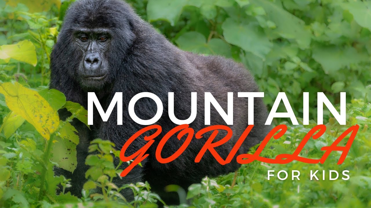 🌟 Revealing Mountain Gorilla Fun Facts for Kids: Must-See Adventure! # ...