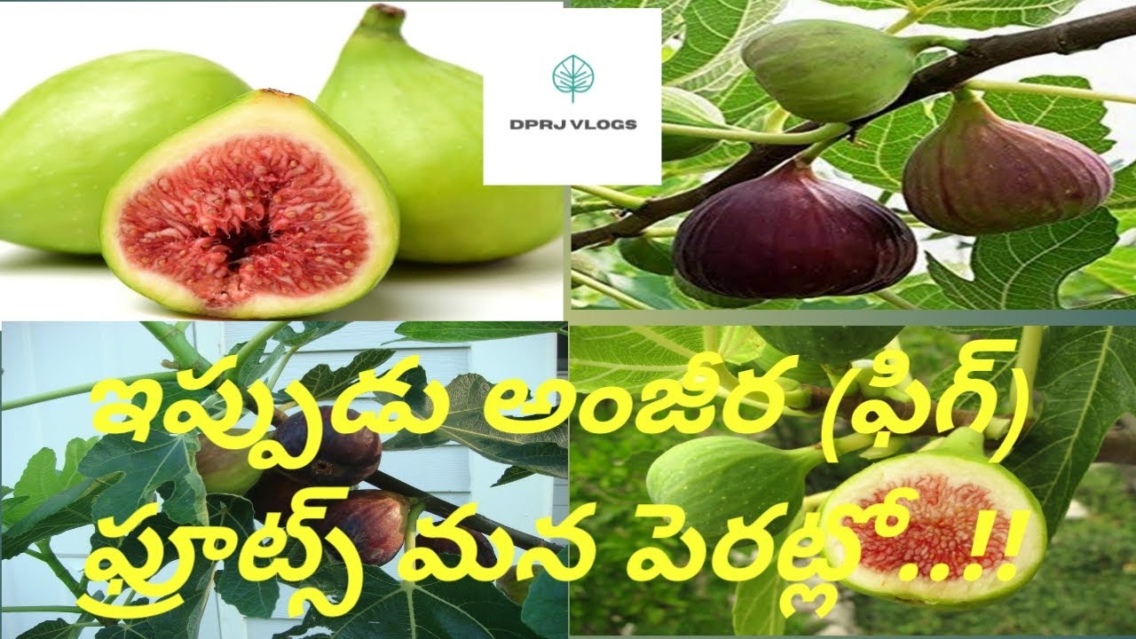 Growing Anjeer (Fig) fruits on Terrace Garden..! - YouTube