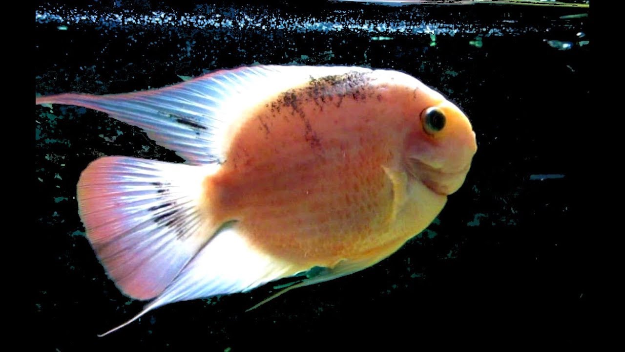 Parrot fish red mammon Aquarium - YouTube