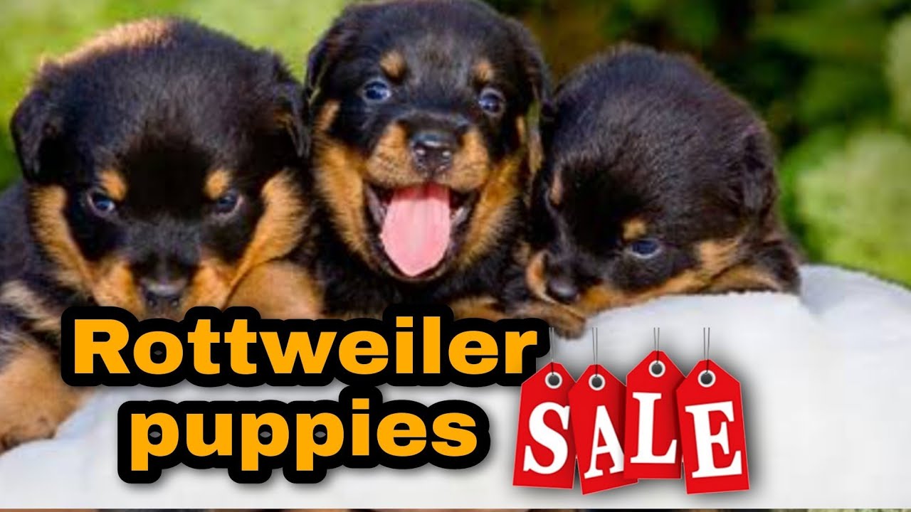 Rottweiler puppies available 🔥| PETS POINT - YouTube