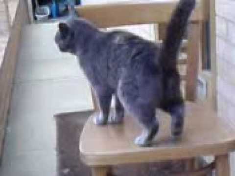 Cat next door finale - YouTube