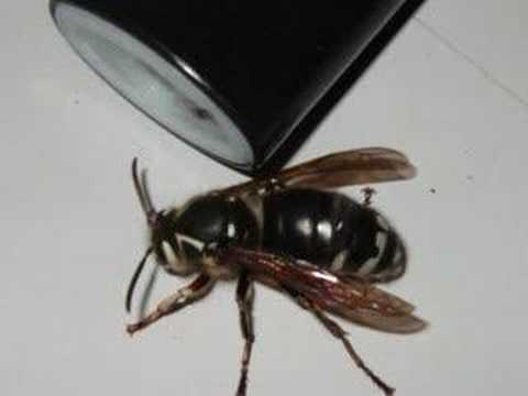 Big, Ugly-Ass Insect - YouTube