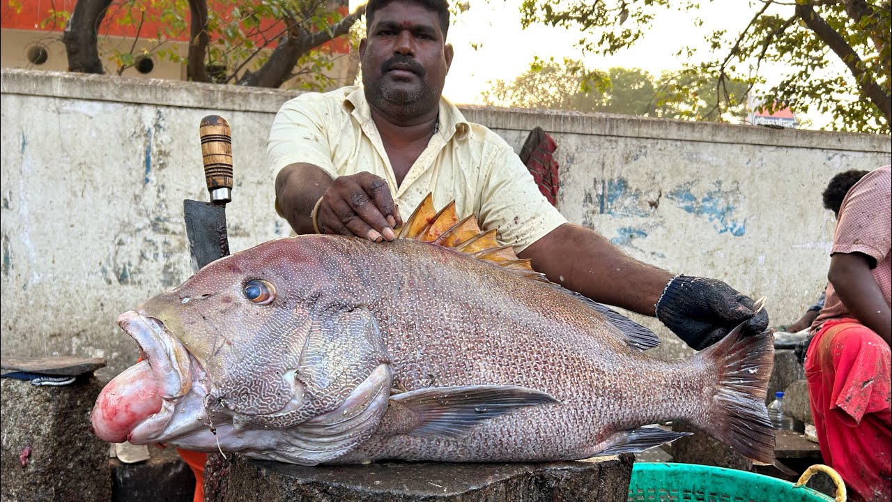 KORALI FISH 🐟 KASIMEDU MINNAL RAJA FISH CUTTING SKILLS # ...