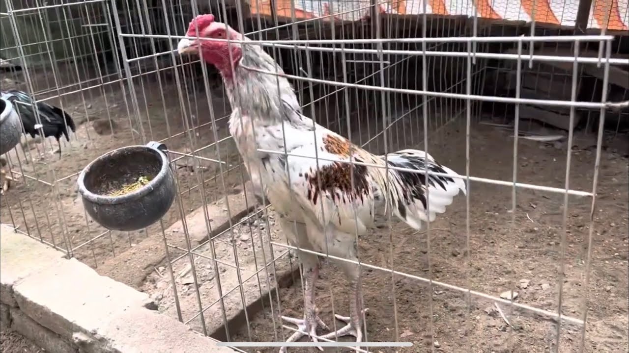 Vlog 07: THAM QUAN TRẠI GÀ TRỌI LỚN Ở HƯNG YÊN - YouTube