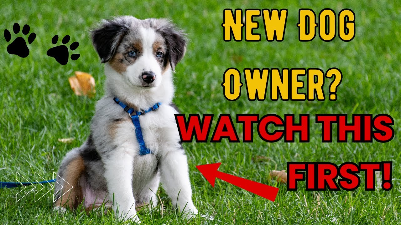 🐾 Everything You NEED to Know Before Getting a Dog 🐕🚨 - YouTube
