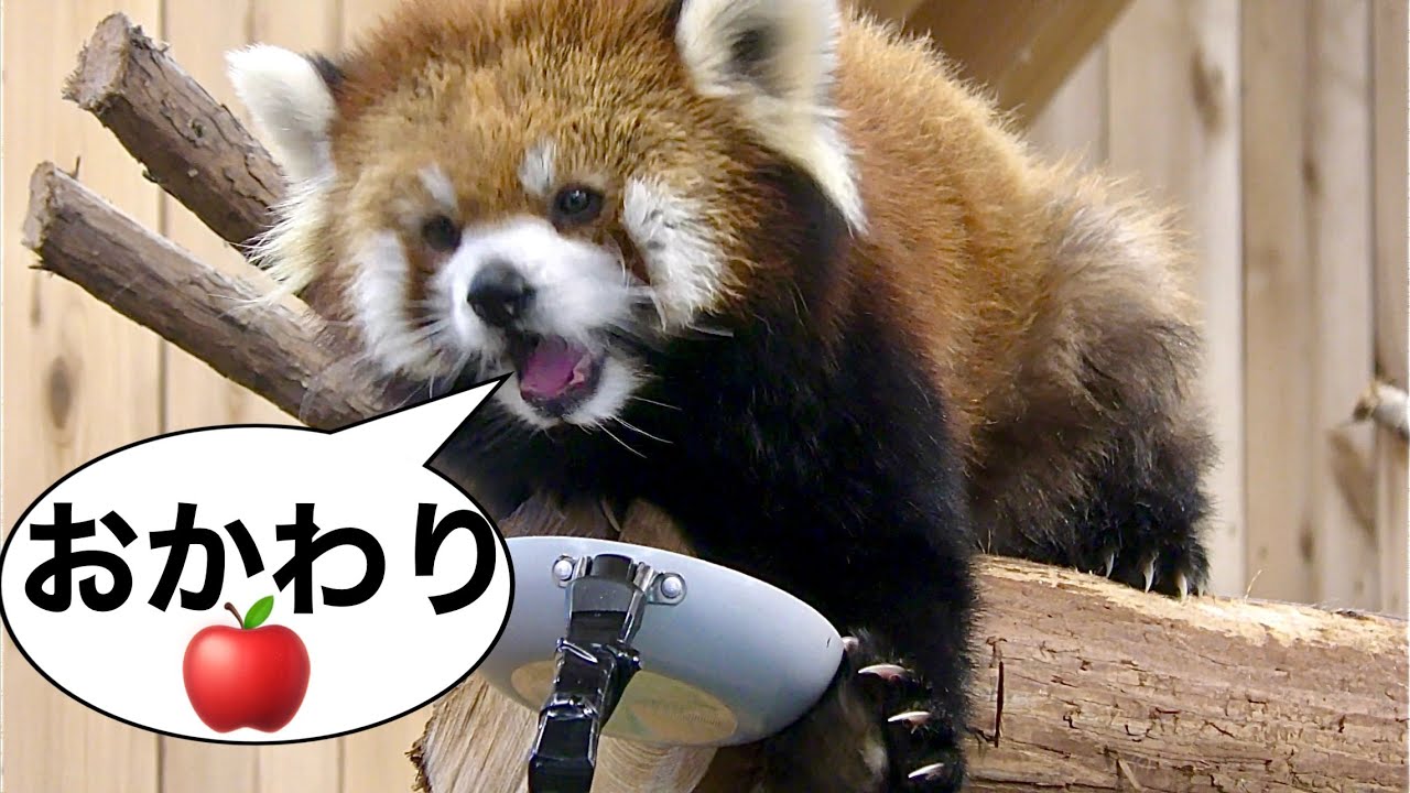 レッサーパンダ めいしゃんちゃん りんごおかわりです【伊豆シャボテン公園】Red panda Meixuang-chan Izu ...