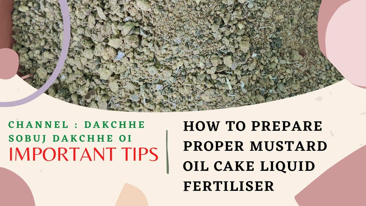 How To Prepare Proper Mustard Oil Cake Liquid Fertiliser। Prepare ...