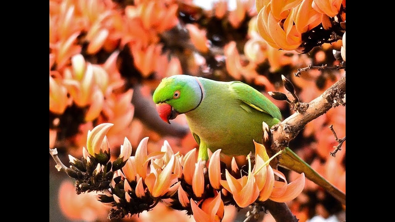 Amazing and Most Beautiful Flame of the Forest Flowers | Butea ...