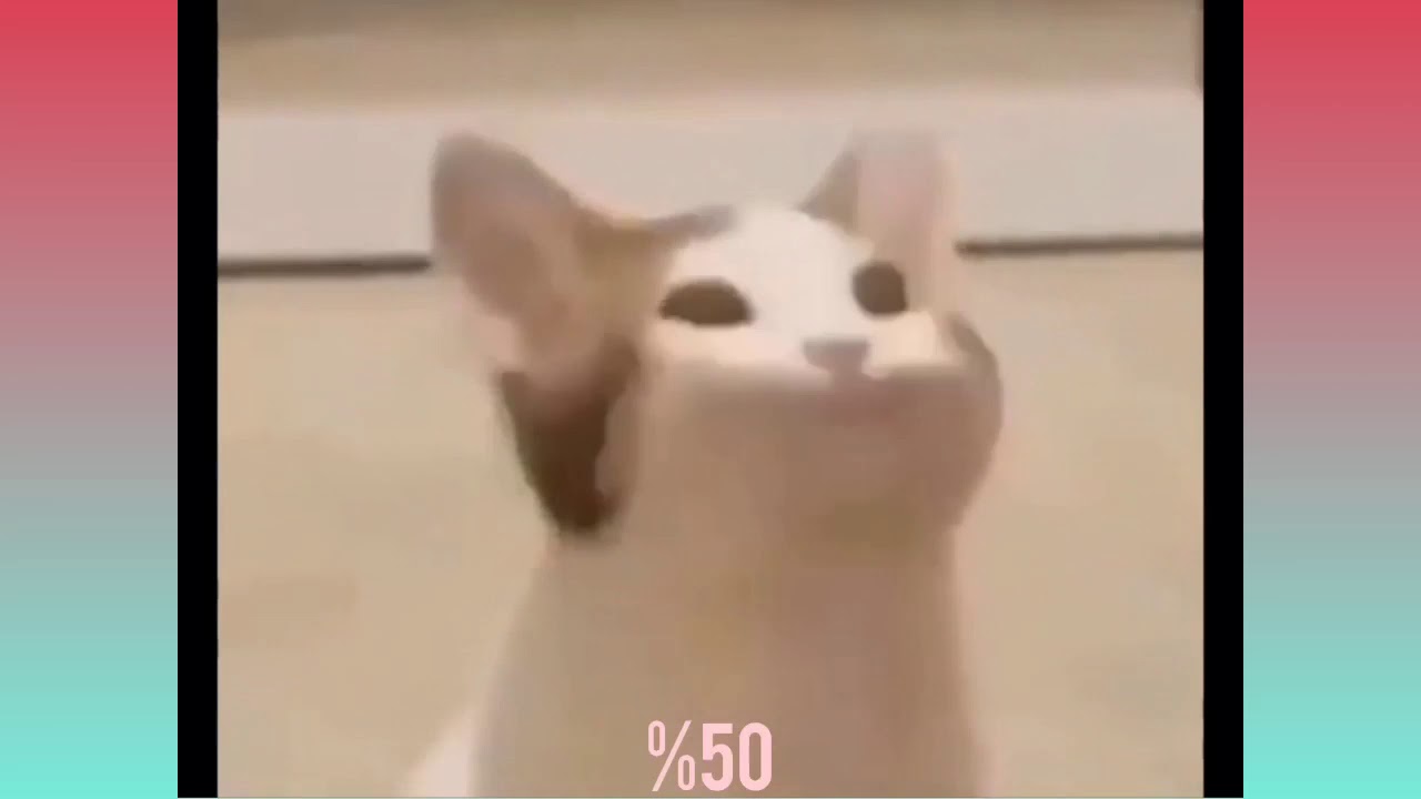 14 Different Pop Cat Sound Effect! - YouTube