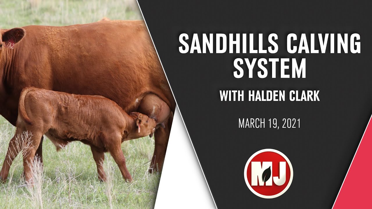 Sandhills Calving System | Halden Clark | March 19, 2021 - YouTube
