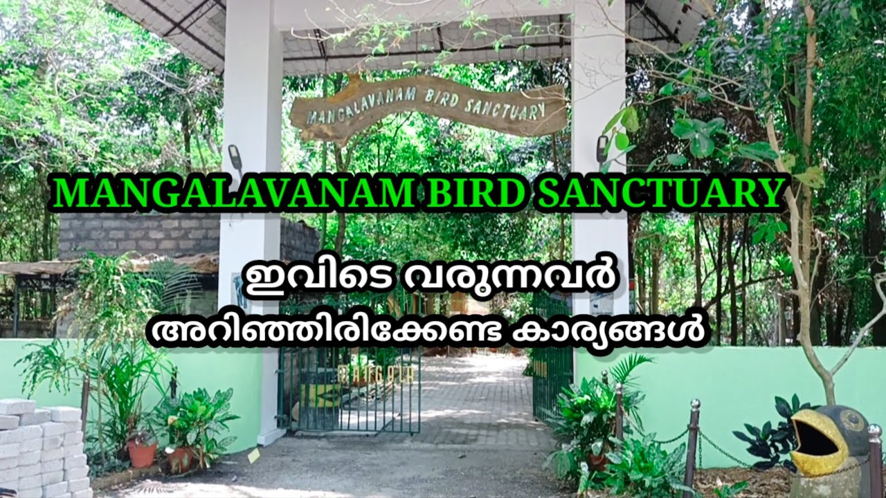 Mangalavanam Bird sanctuary/Near Kochi/Tourist place in kochi - YouTube