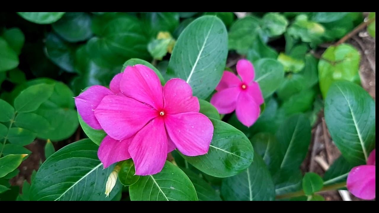 Pula Mokkala Pempakam | పూల మొక్కల పెంపకం - YouTube