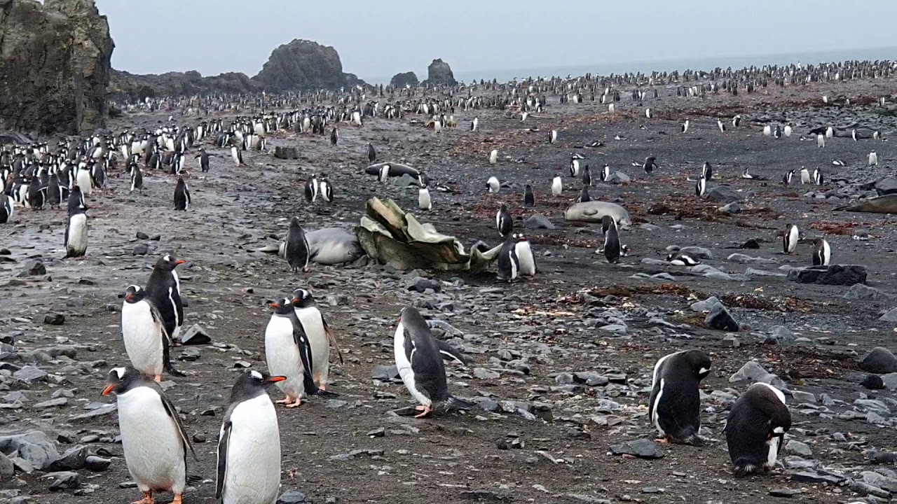 Elephant point(4) - YouTube