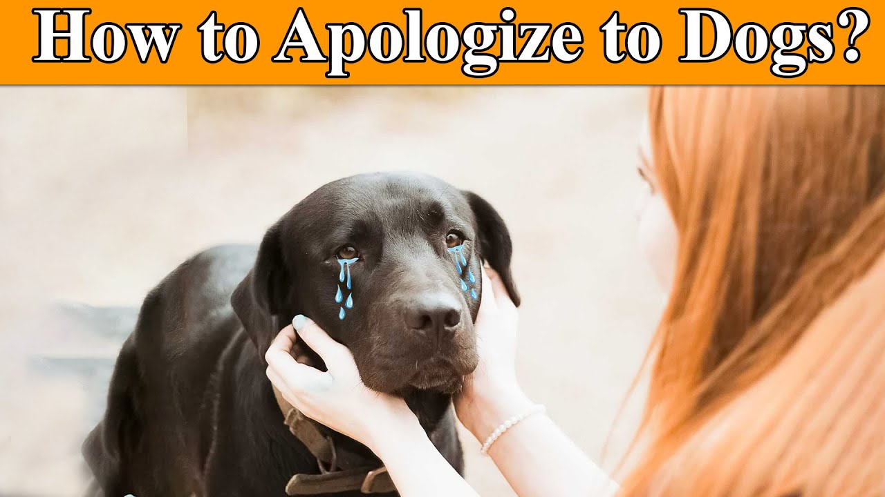 How to Apologize to Your Dog (Earn Their Trust Again) - YouTube