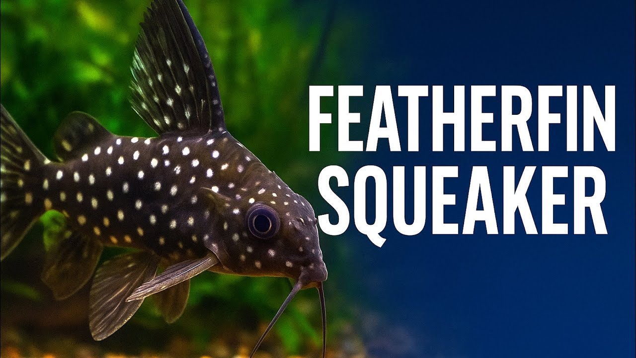 Featherfin Squeaker Catfish Care Guide | Synodontis eupterus Aquarium ...