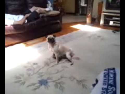 Crazy Pug chasing her tail - YouTube