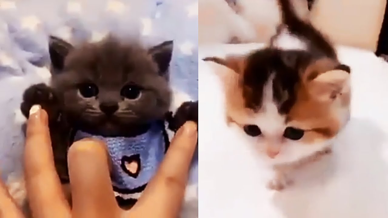 Super cute kittens #2 - YouTube