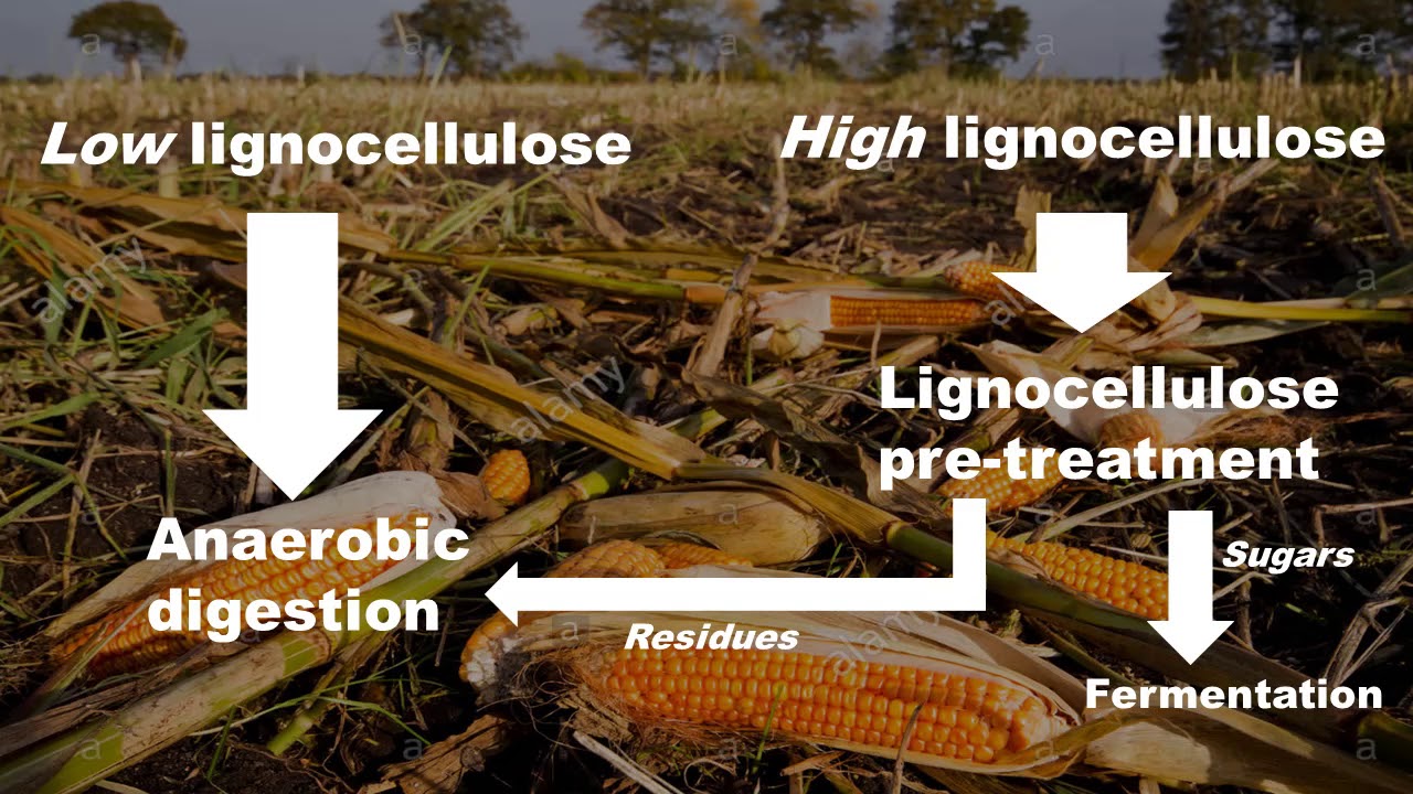 Which biorefining pathways are available for food-waste processing and ...