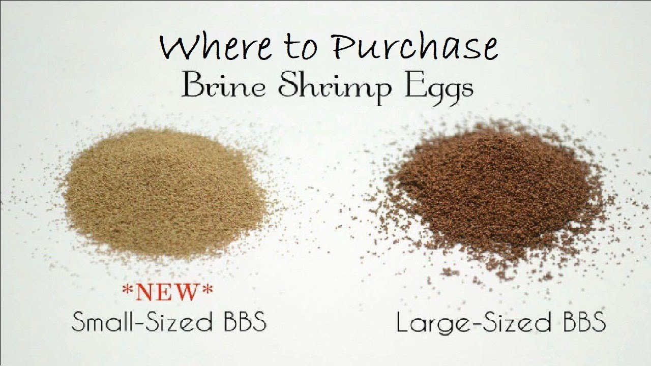 WHERE TO PURCHASE BBS EGGS ? |Superfuzz TV - YouTube